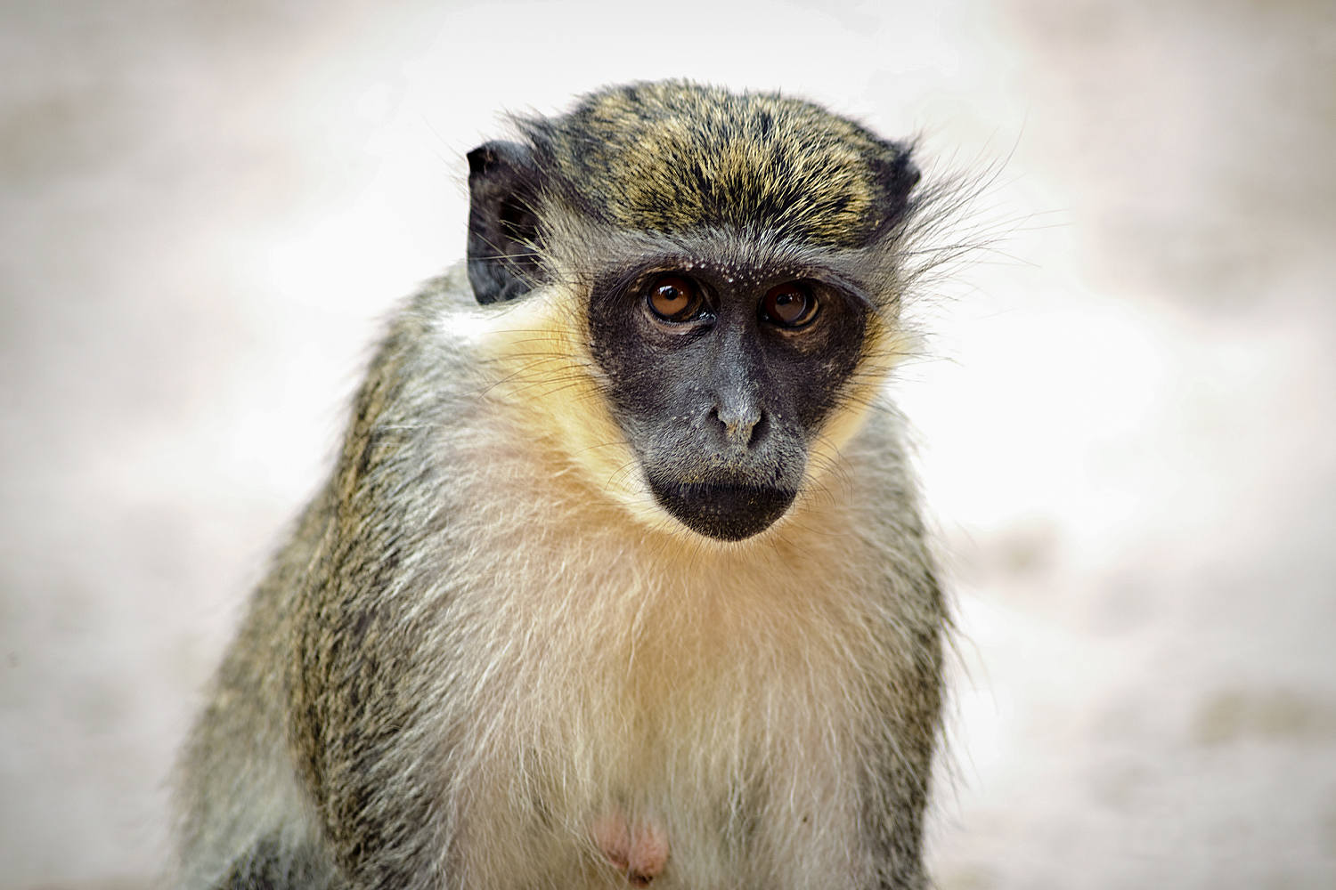 Monkey business: Multiple primates on the loose in St. Louis park