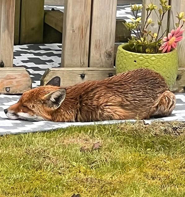 Homeowner shares photos as unexpected visitor begins to frequent their ...