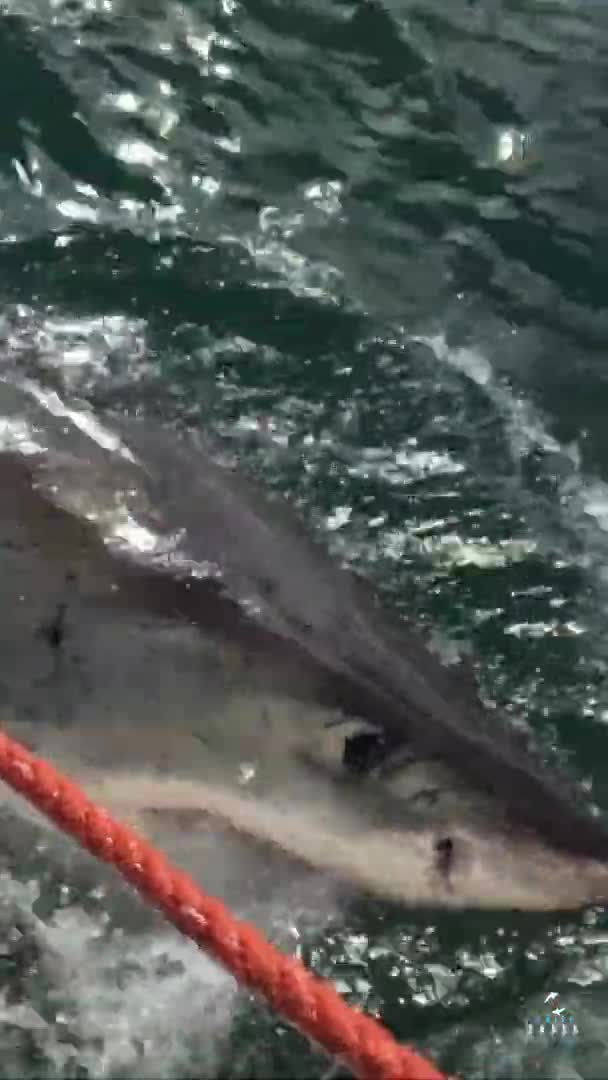 Great white shark Cali shows teeth #shorts