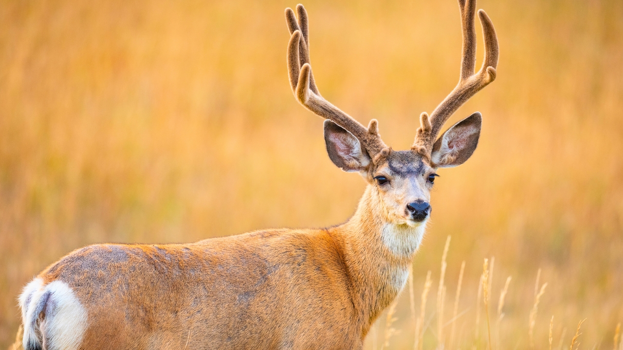 The 3 types of deer in North America — and the fast way to tell them apart