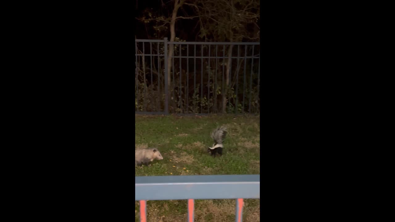 Skunk attacks opossum during balcony snack in Round Rock, USA
