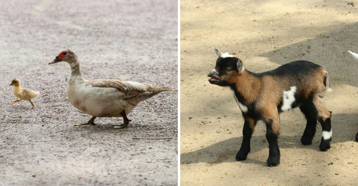10 low-maintenance farm animals for small spaces