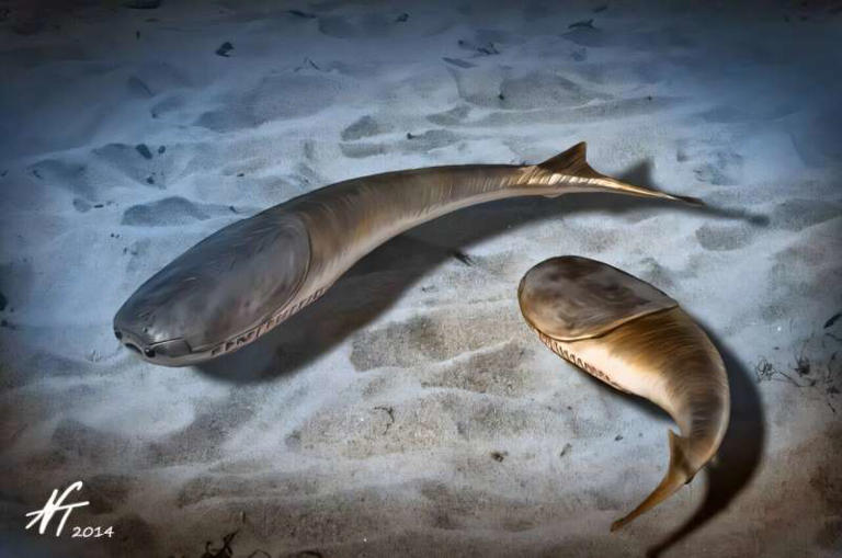 This forgotten mass extinction event rewrote the future of marine life ...