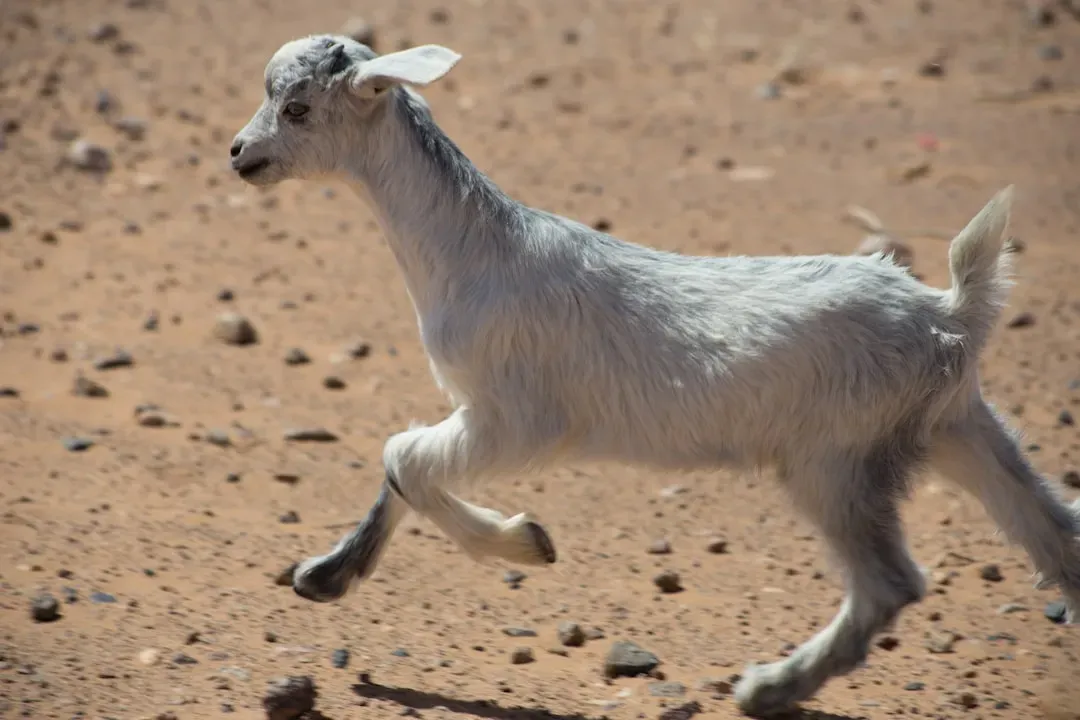 10 facts you didn't know about animals programmed to fear humans