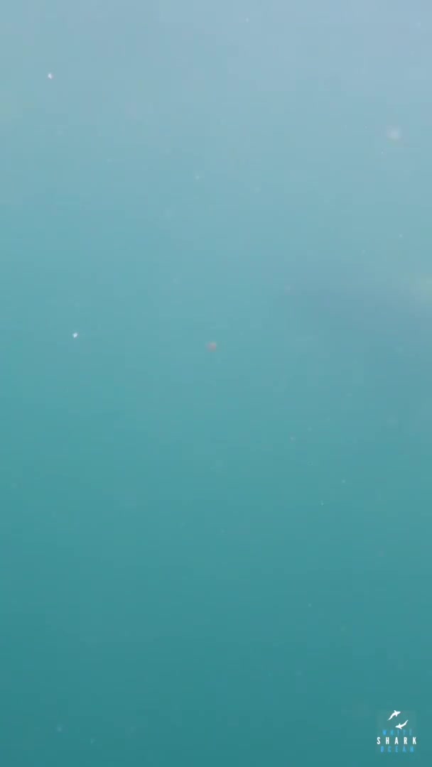 Great white shark comes to bump the camera #shorts