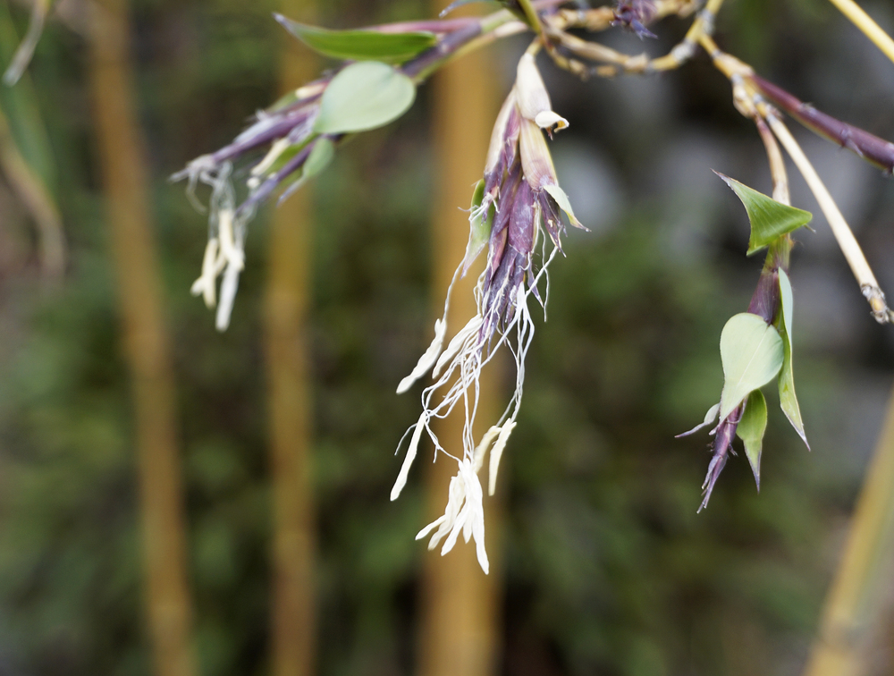 Flowers that bloom only once a decade
