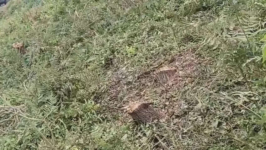 FIR lodged over felling of trees