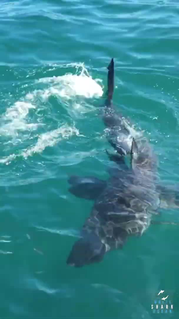 Baby great white shark #shorts