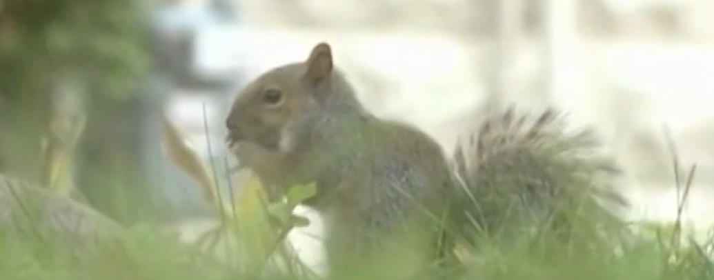 Arkansans competing for the Game and Fish Commission's 'Big Squirrel Hunt'