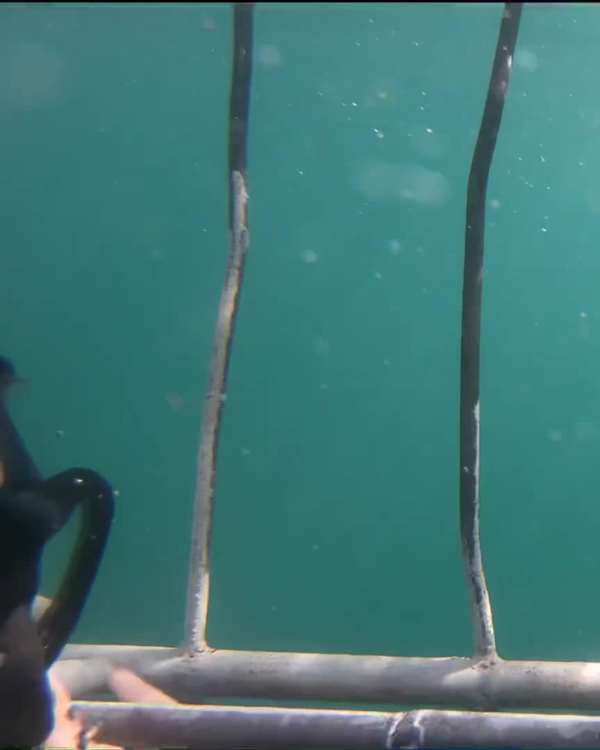 Cage diving YouTube #shorts