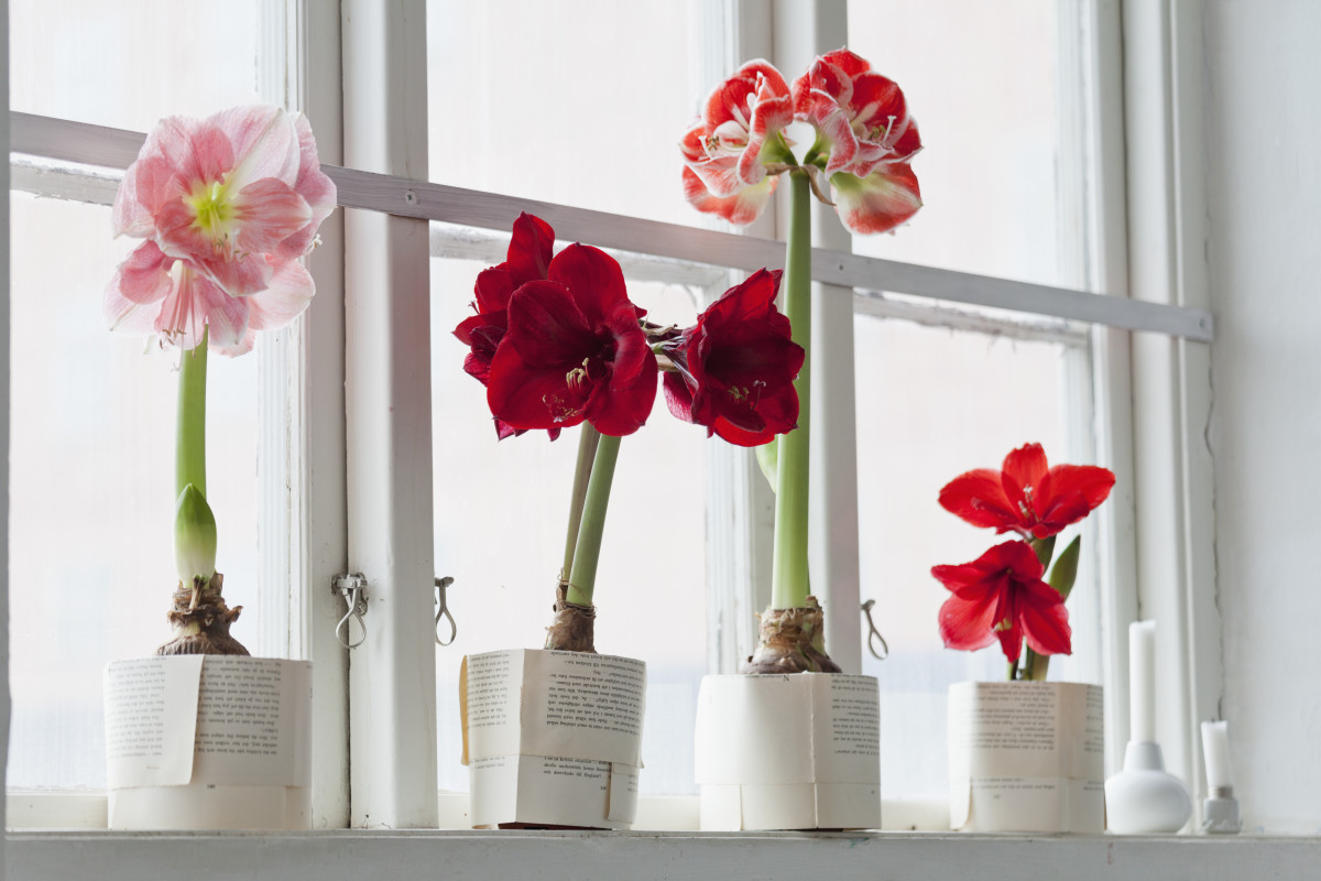 Yes, amaryllis can bloom again next year! Here's how to make it happen