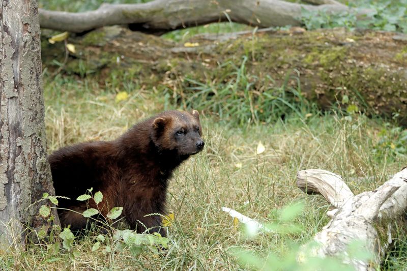 Meet 12 of the most fearless creatures in the animal kingdom