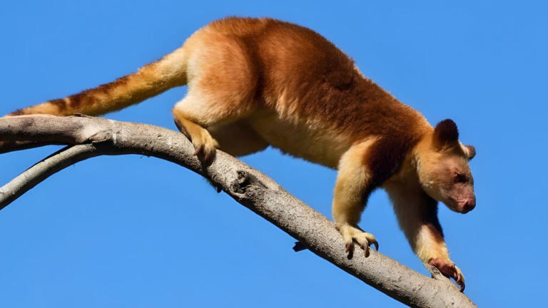 Endangered kangaroo species spotted in Indonesia after 90 years