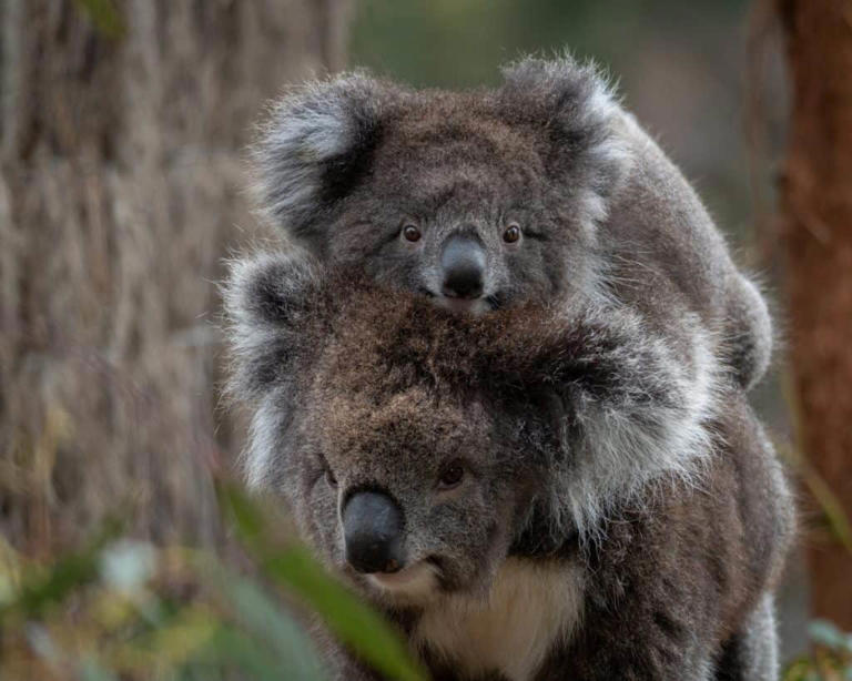 Chlamydia is starving koalas. Can a new vaccine save them?