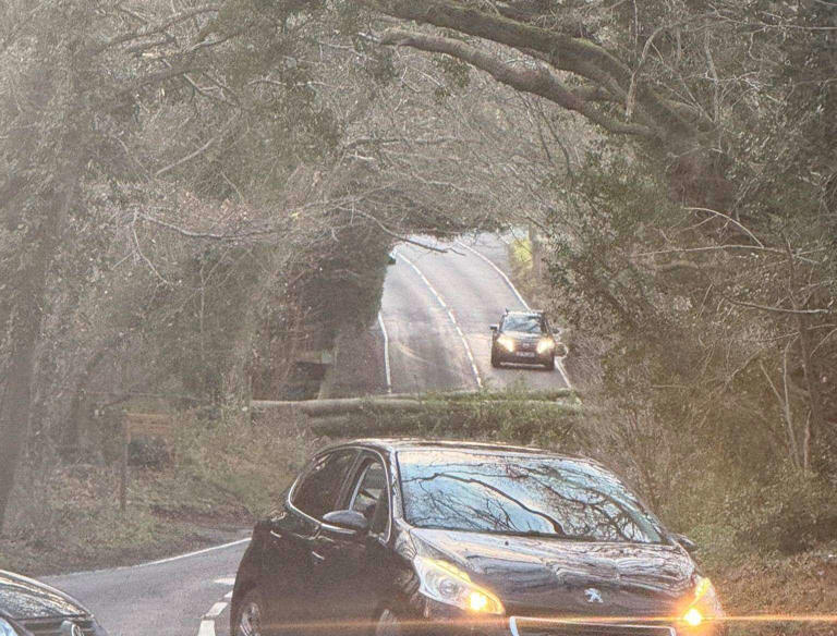 A257 blocked by fallen tree at Littlebourne, causing traffic queues ...