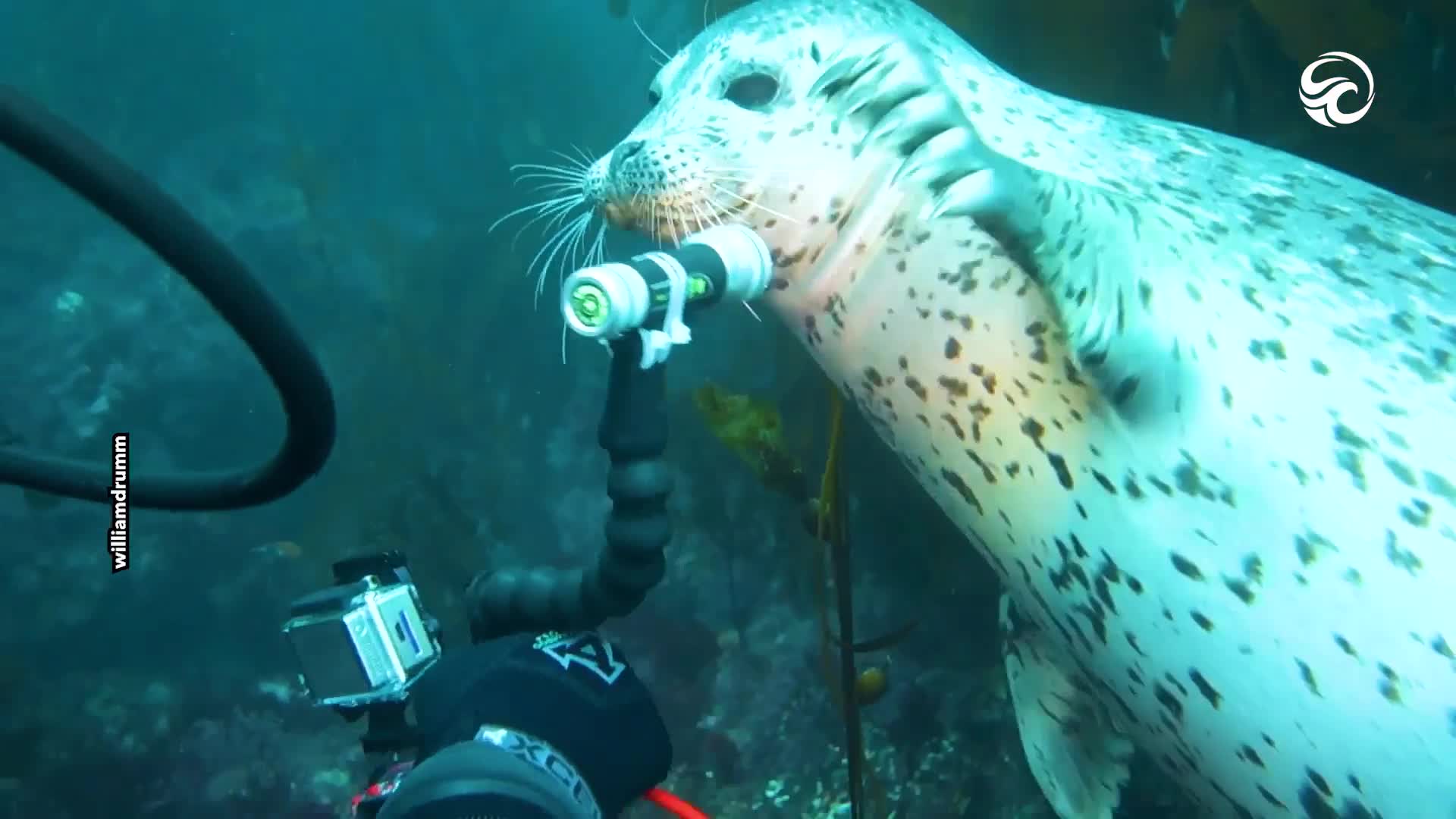 Come diving with friendly sea lions