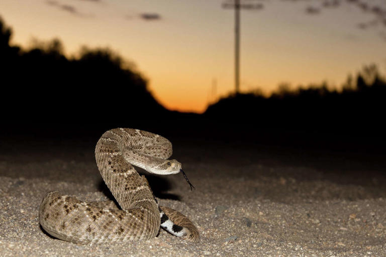 First-ever rattlesnake found in a Texas county surprises scientists