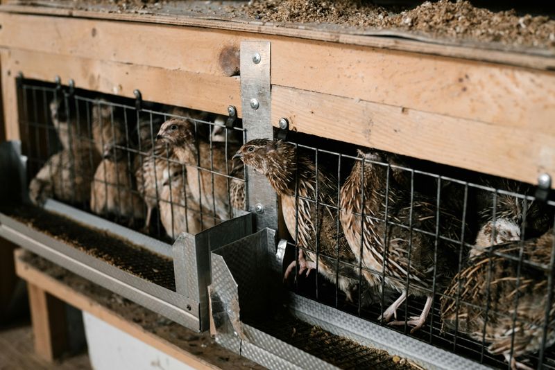 10 low-maintenance farm animals for small spaces