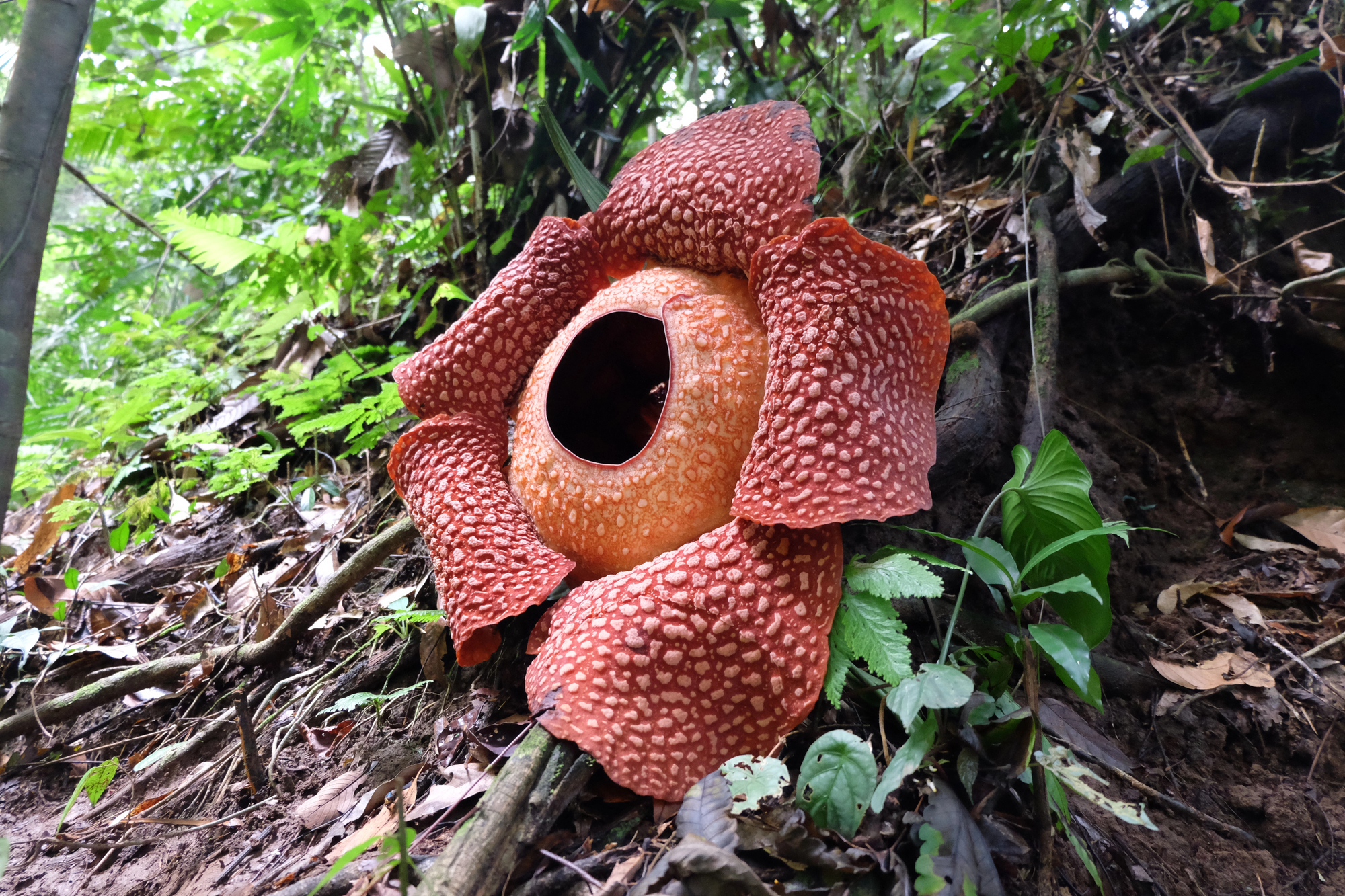 Flowers that bloom only once a decade