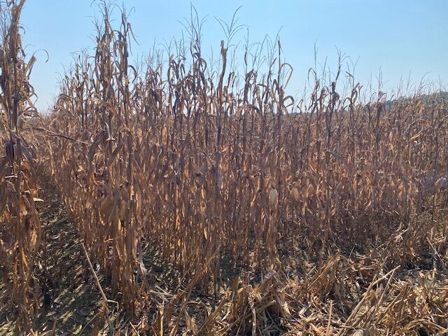 19 Alabama counties designated as primary natural disaster areas by USDA