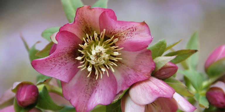 How to get the most blooms from Lenten roses this spring