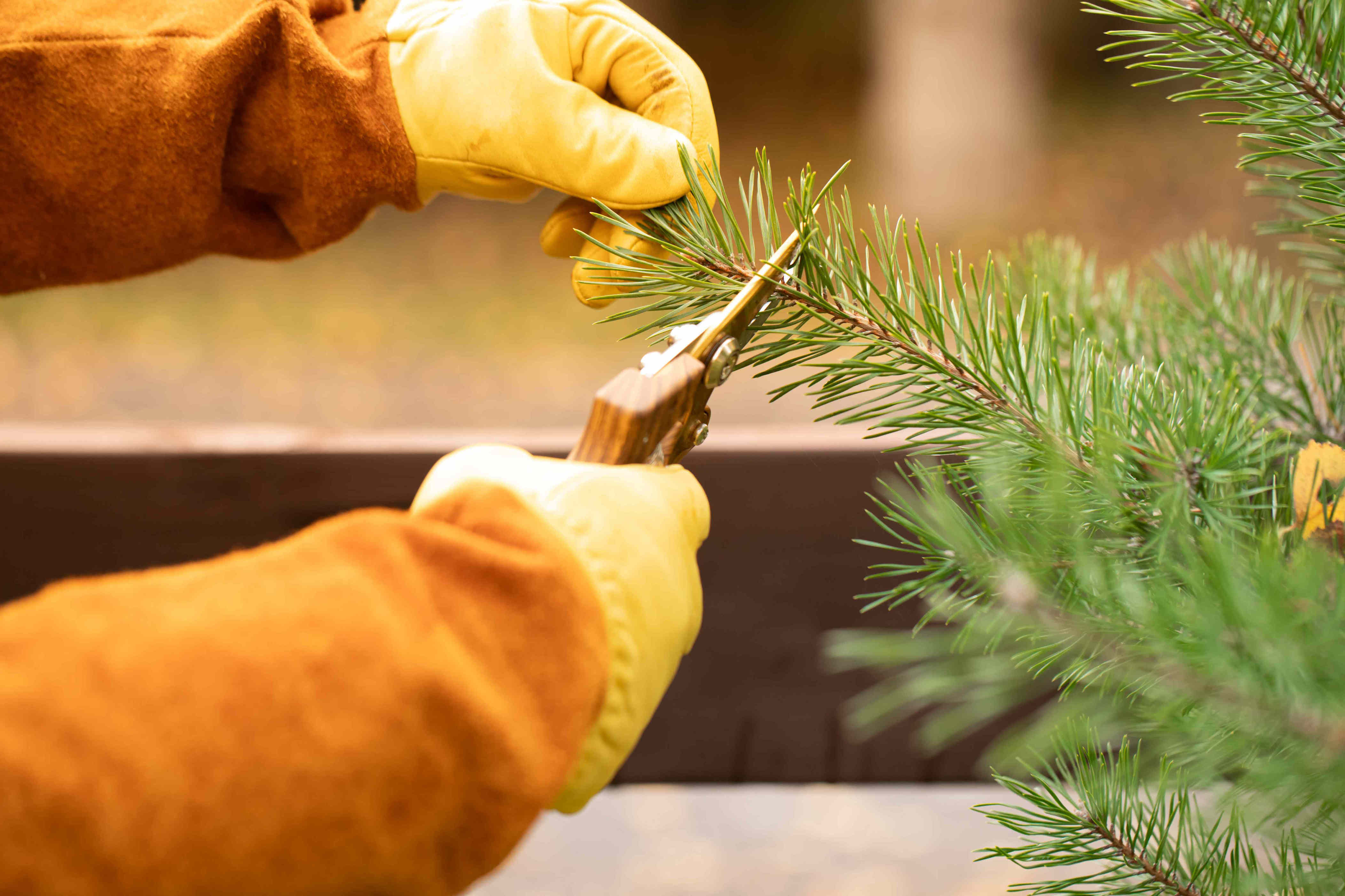 We asked an arborist if you should prune your evergreens in winter, and ...