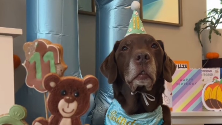This sweet lab's Build-A-Bear birthday experience will boost your serotonin