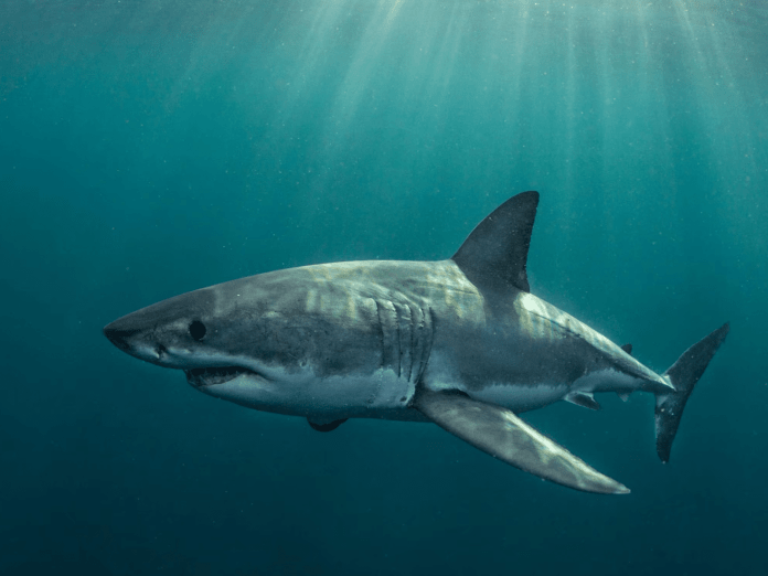 Tiburón se mete a la jaula de buzo que observaba a la especie