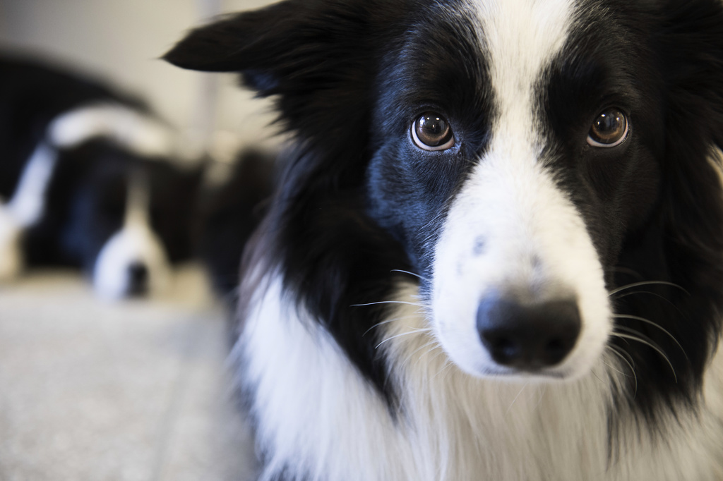 Begåvade hundar lär sig ord genom att tjuvlyssna