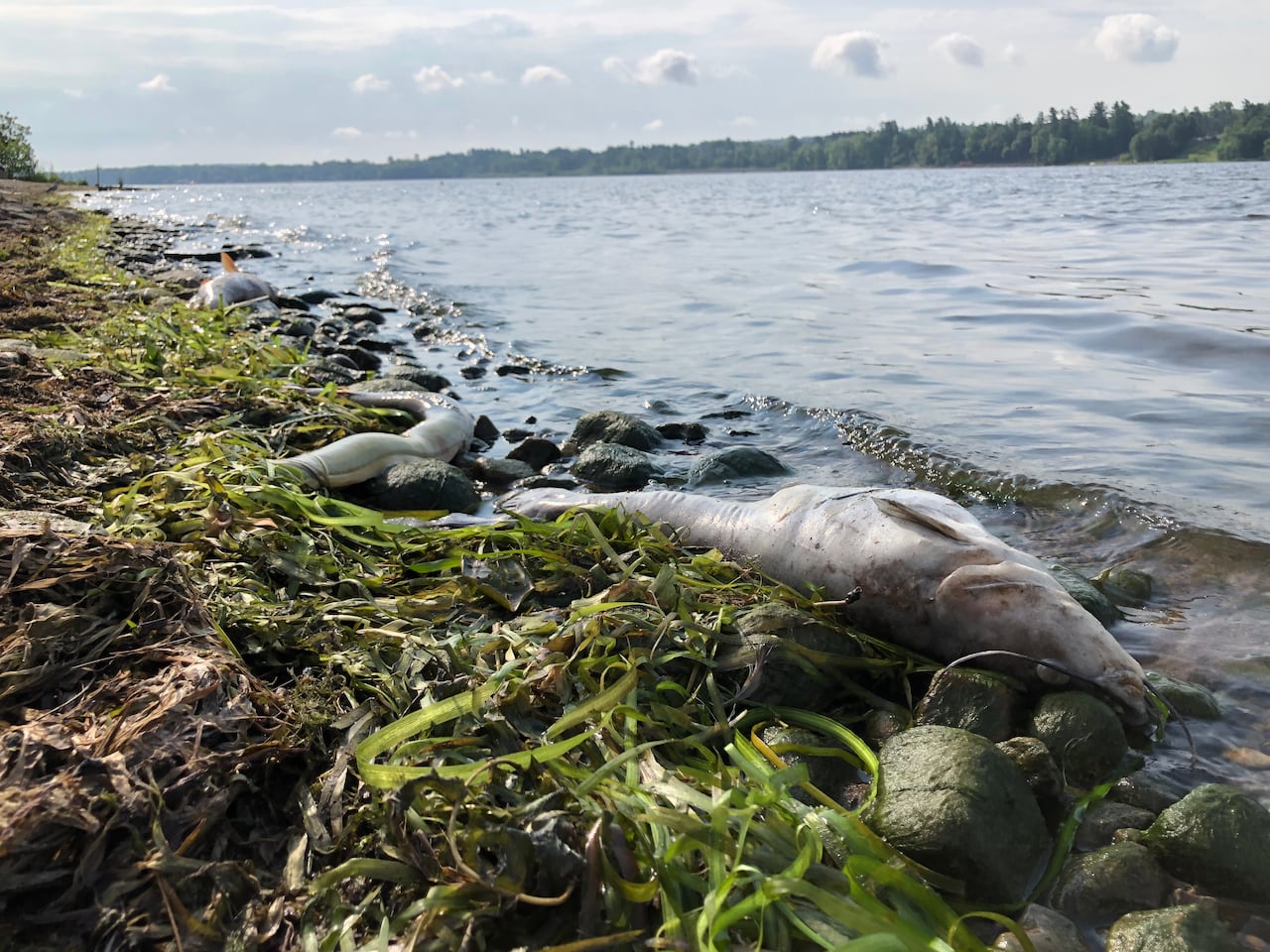 Court fines company $1.35M for western Quebec river spills