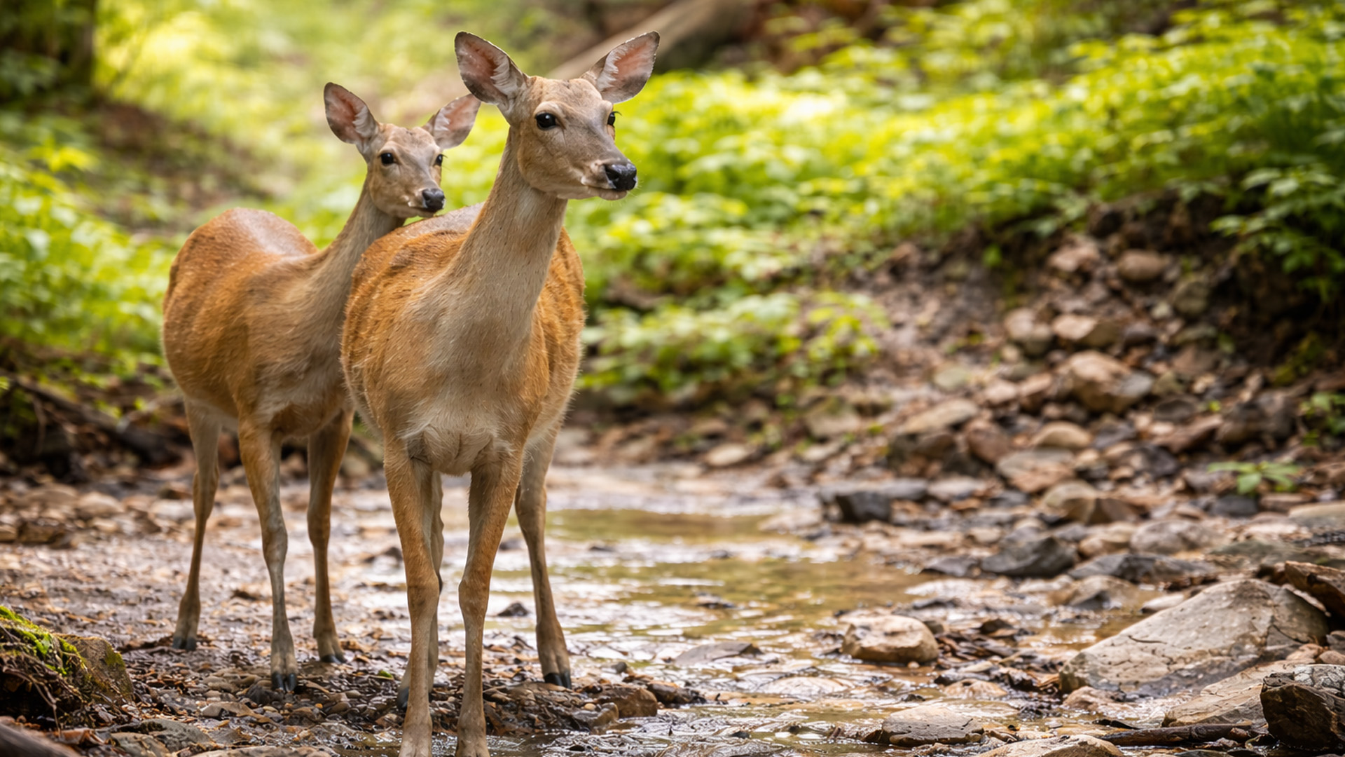 Trail camera captures seven days of wildlife along the river