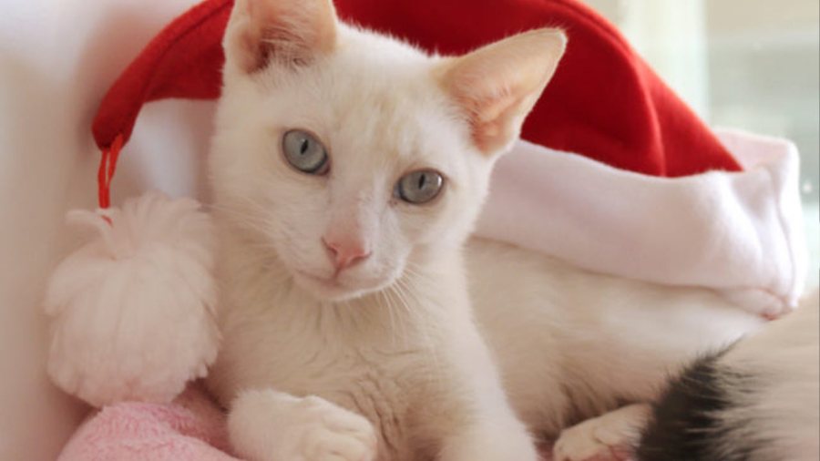 Rancho Coastal Humane Society launches adults-only animal camp