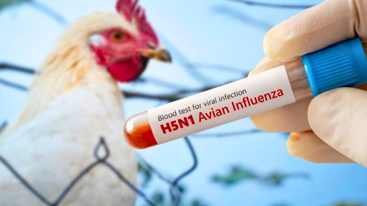 What “low risk to the public” actually means in bird-flu updates, and ...