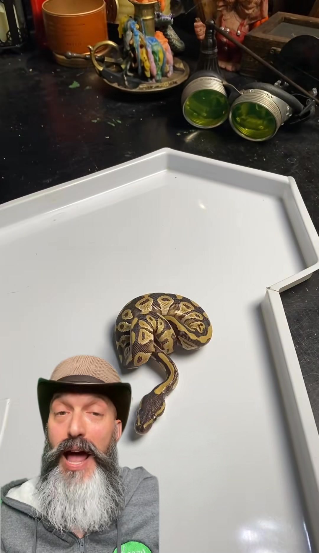 This little ball python still has not eaten! I’ve tried all the tricks I know so now it’s time ...