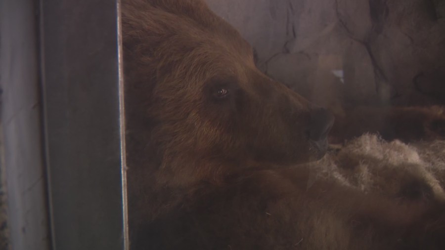 Brookfield Zoo Chicago celebrates Bears-Packers matchup with bear ...