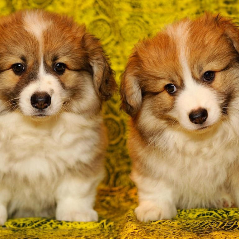 9 reasons dogs stare at you and tilt their head when you talk to them