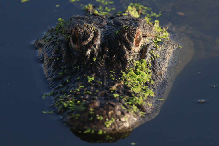 Officials kill 11-foot gator that killed Florida boater in May