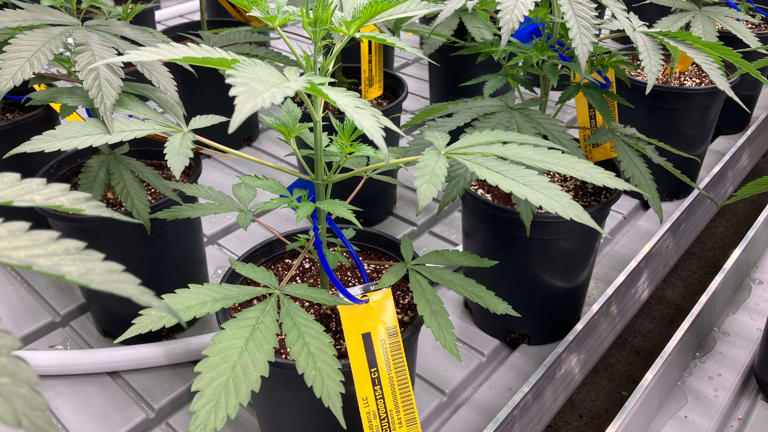 Alabama doctors can now apply for medical cannabis permits: These 9 ...