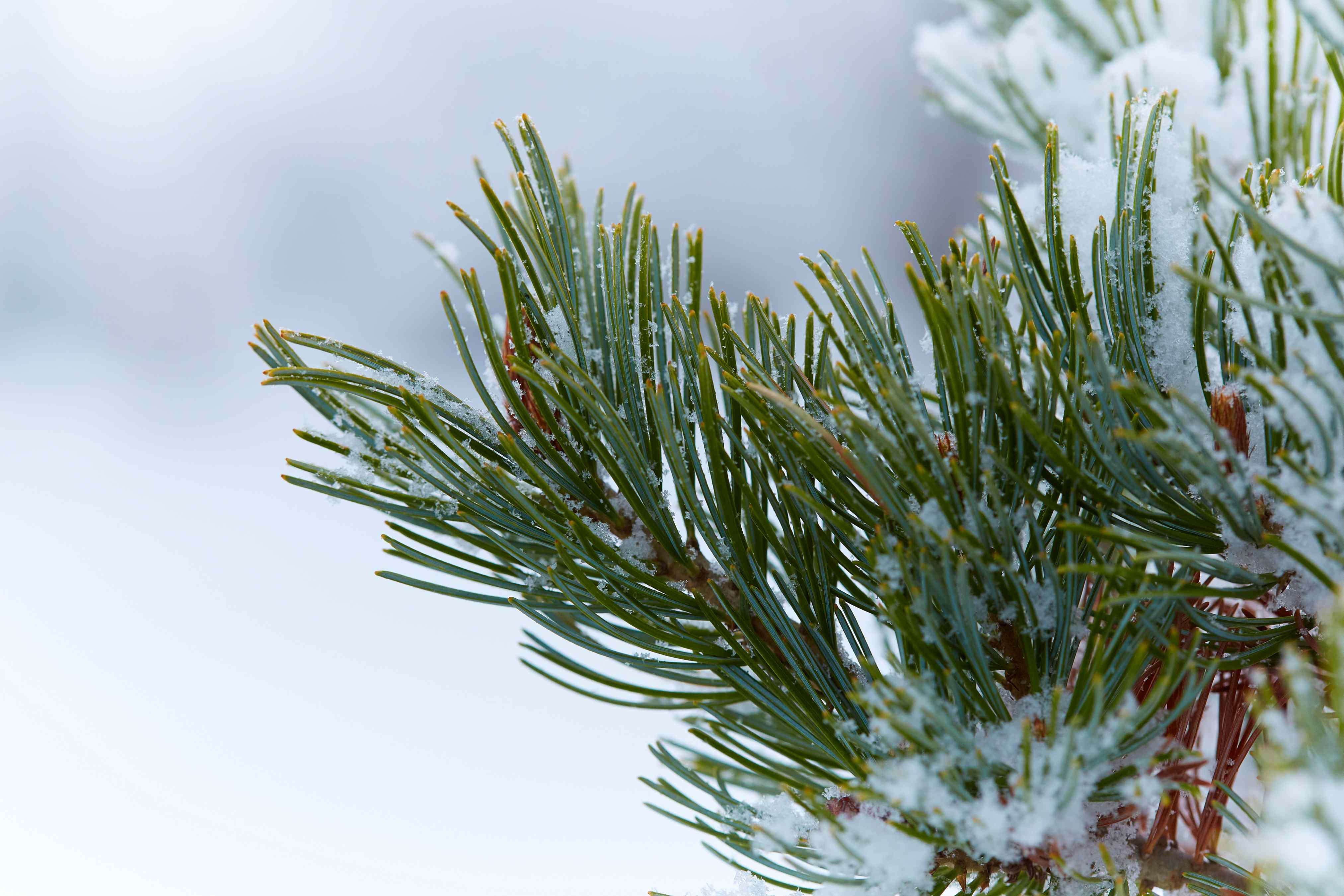 The right way to handle snow and ice on trees and shrubs this winter