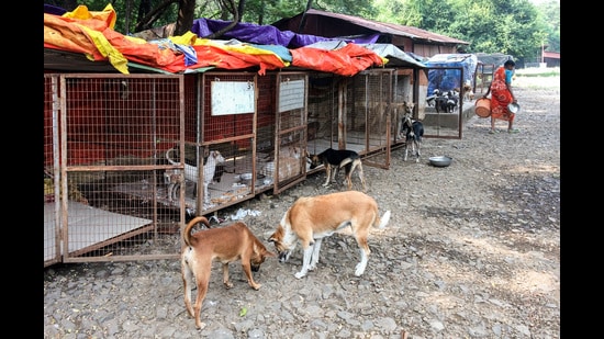 MCG scouts Sector 105, Baliawas for two new stray dog shelters