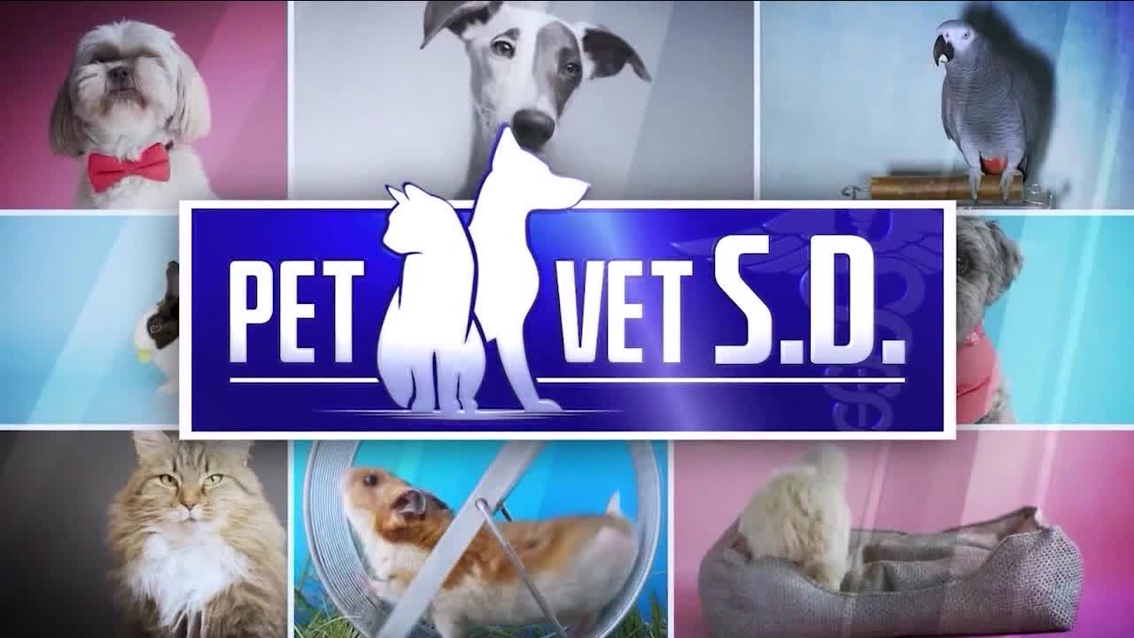 Reptiles as pets | Pet Vet SD