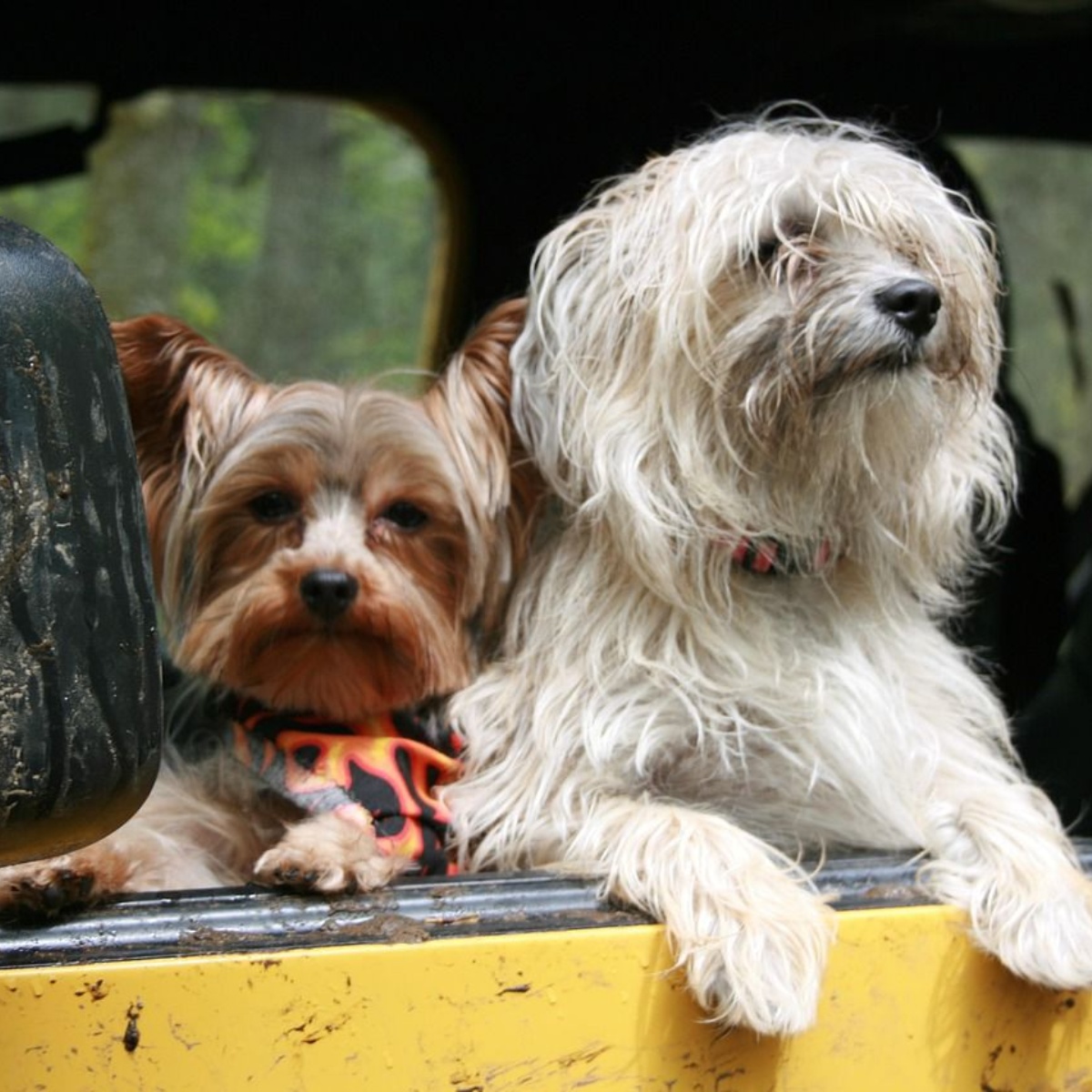 11 benefits of letting your dog enjoy regular sun baths
