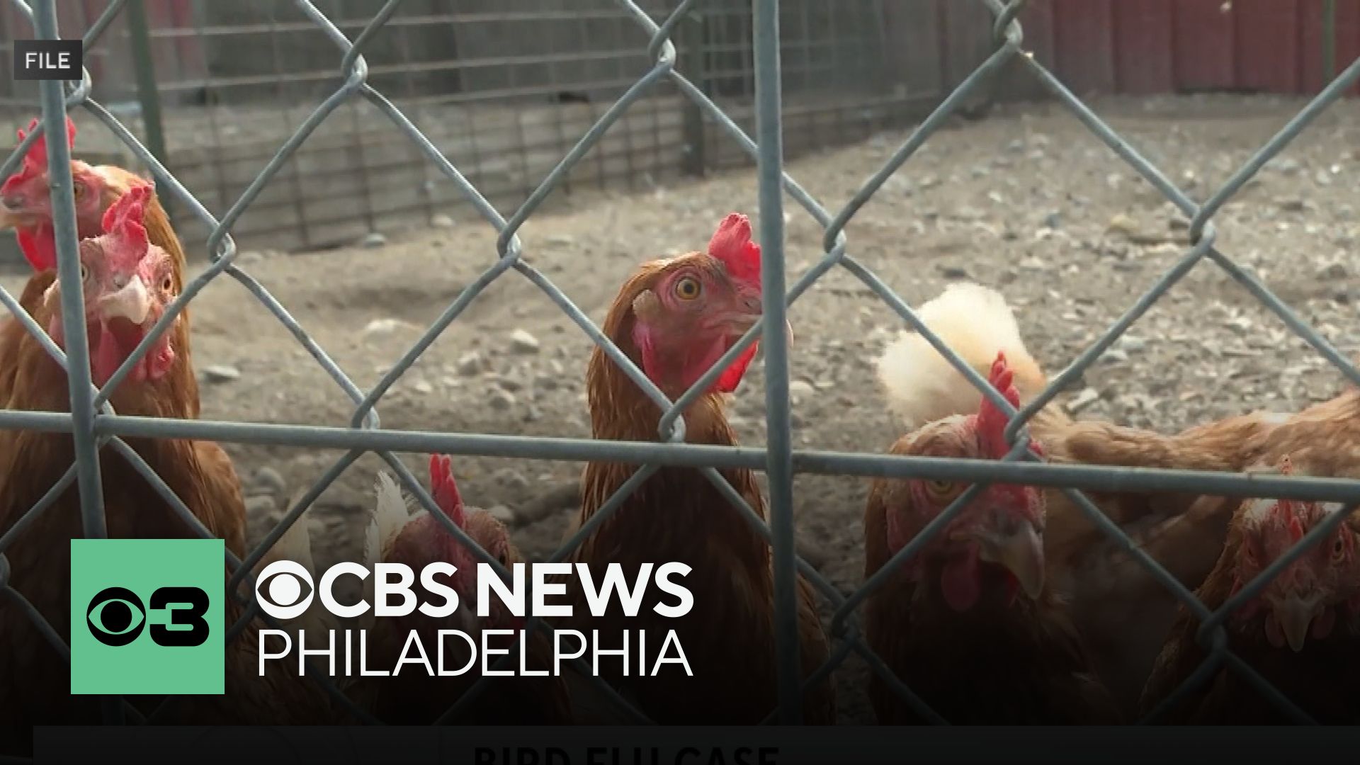Bird flu detected in Delaware flock, agriculture officials say