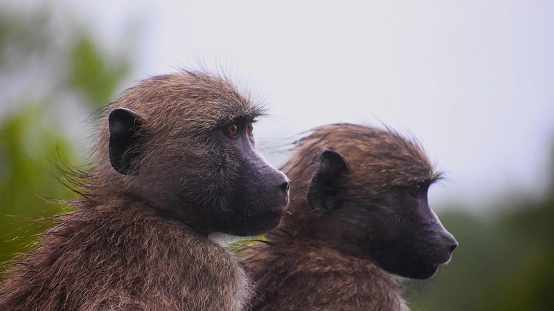 Wildlife group raises concerns over Cape Town's baboon confinement plan
