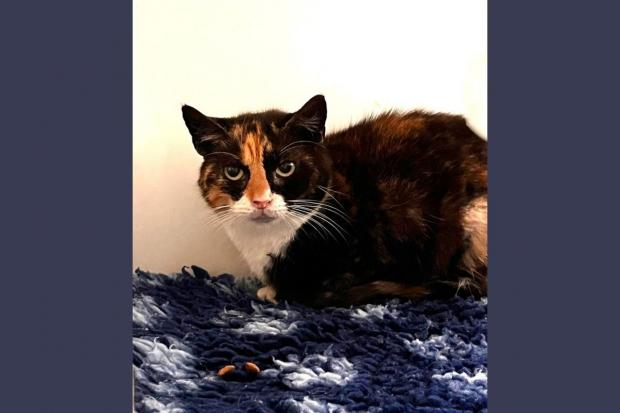 St Giles column: Looking for a new pet in 2026? Consider adoption