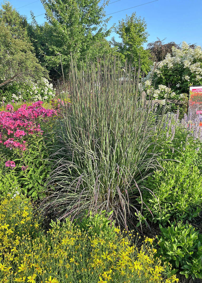 Winning perennials for this year's gardens