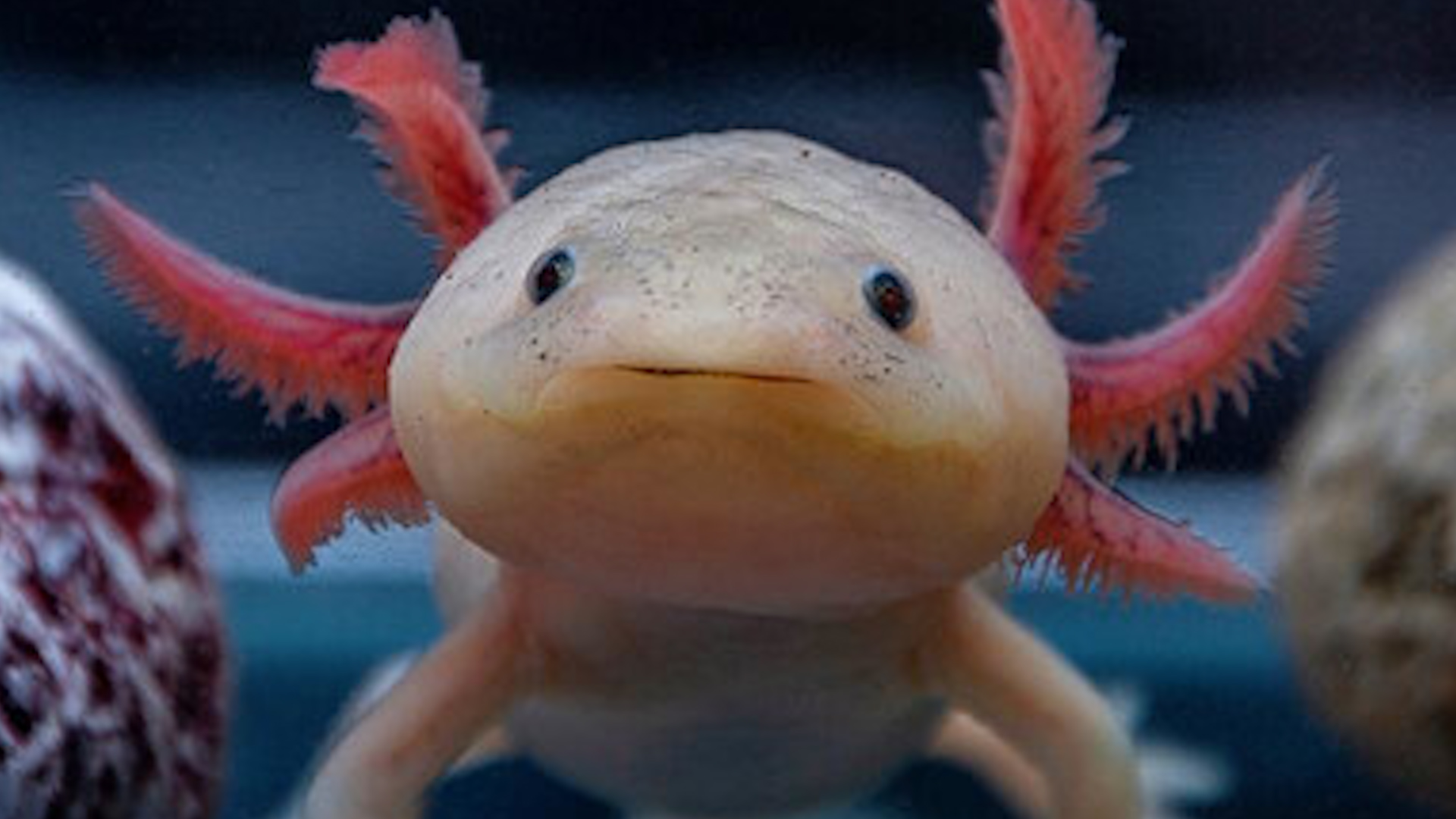 Vancouver Aquarium launches new permanent axolotl exhibit