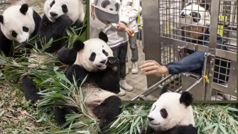 Japan’s Adventure World dresses humans as pandas after the last giant ...
