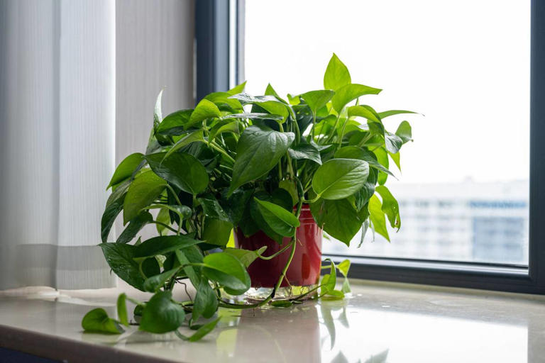 Precisa de sorte e energias positivas em sua casa? É isto que deve fazer?