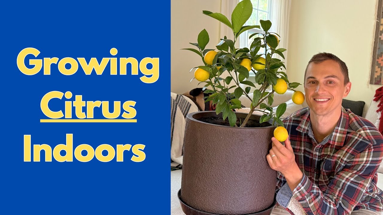 How to grow lemons indoors / outdoors in containers (& limes, oranges)